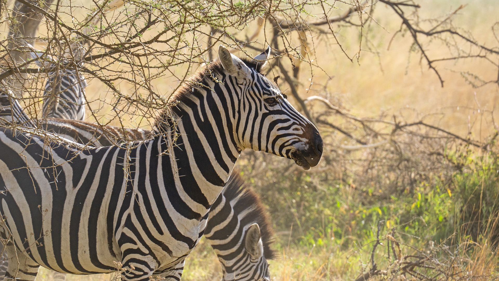 Ndutu Area | Tanzania Wildebeest Safari Guide & Tips